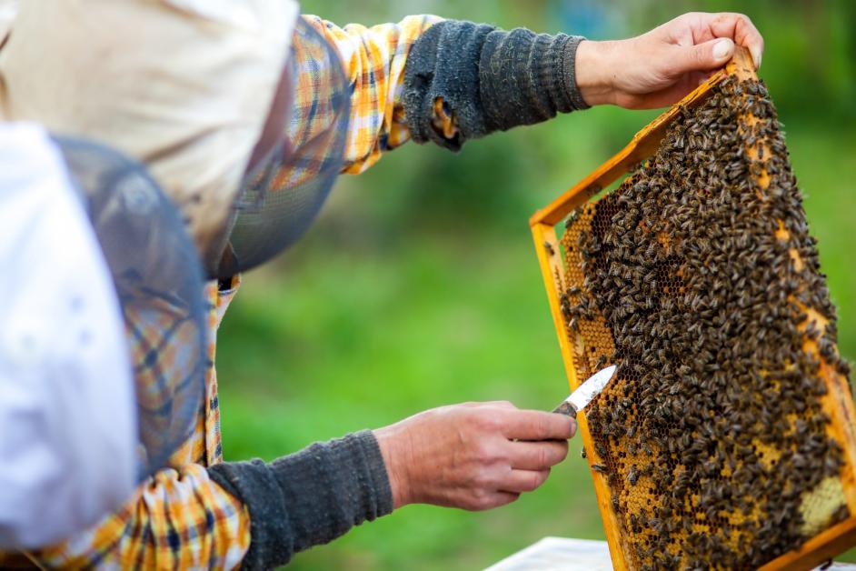 Apicultorii au extras mierea de floarea-soarelui. Recolta se anunţă a ...